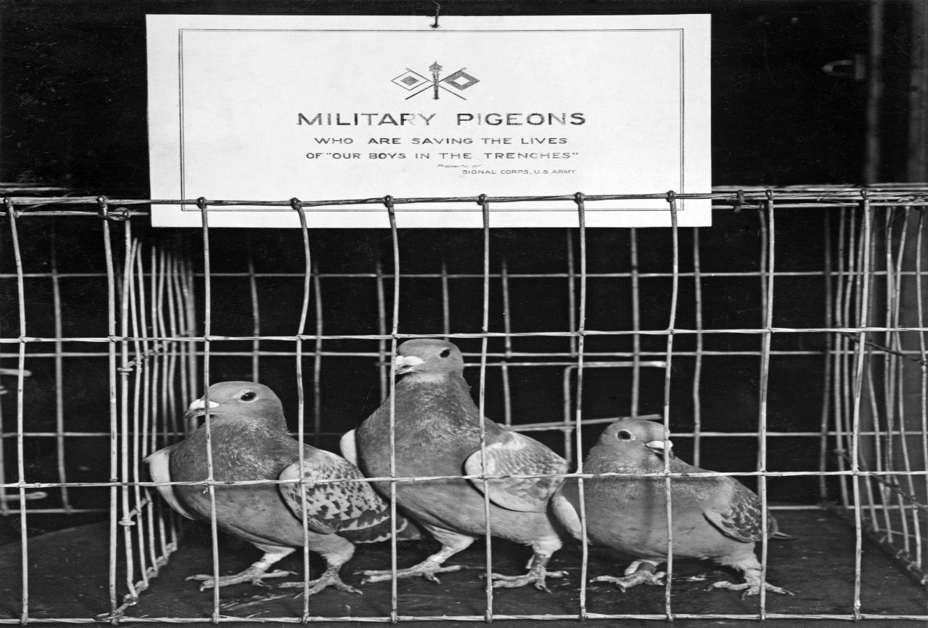 In the Era of Electronic Warfare, Bring Back Pigeons